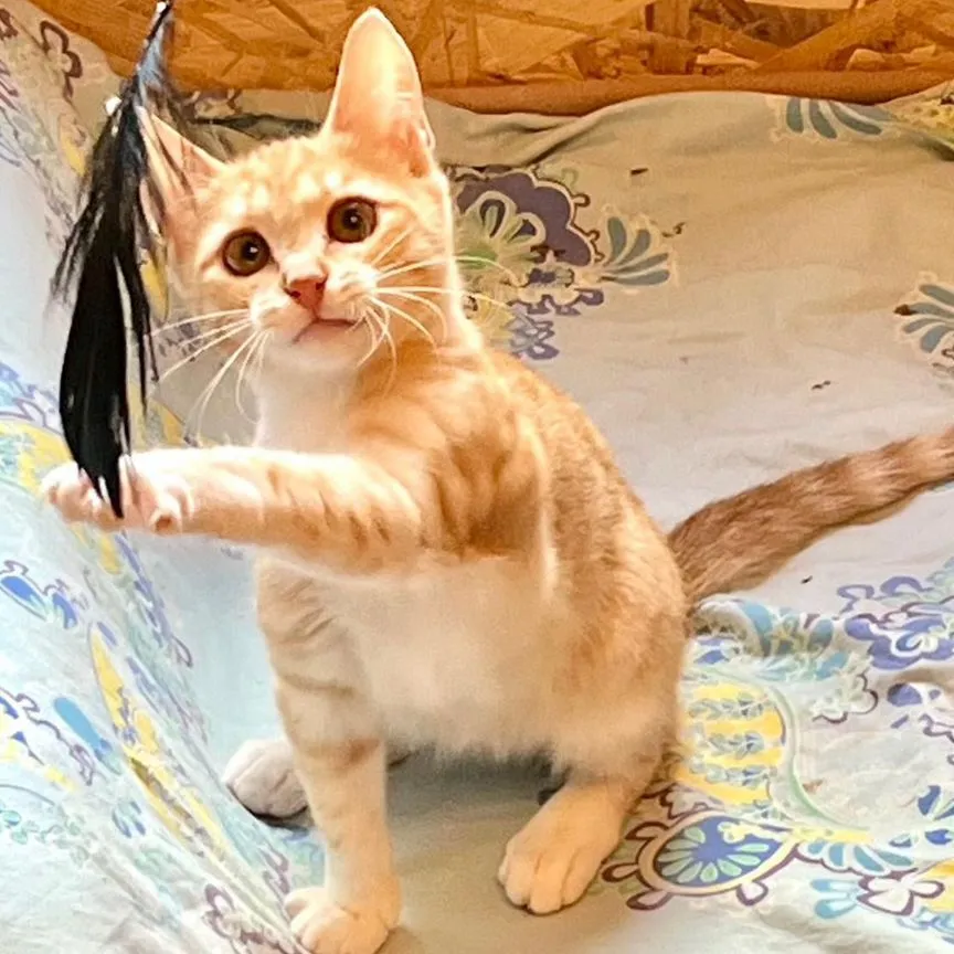 Рыжулька котенок