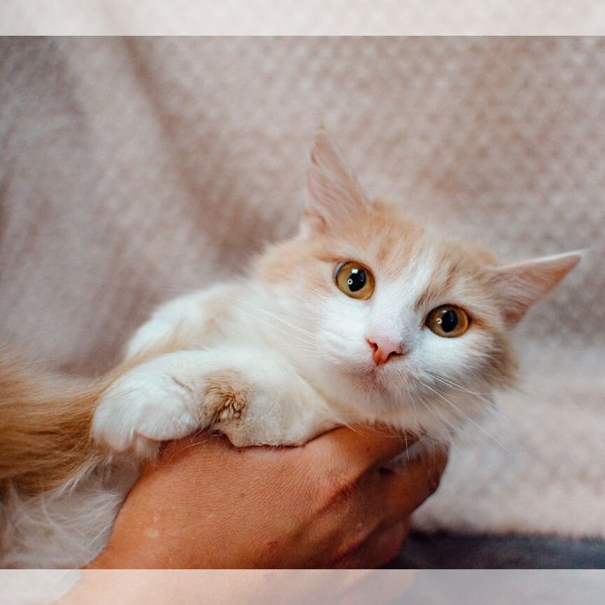 Красавица Этна ищет дом