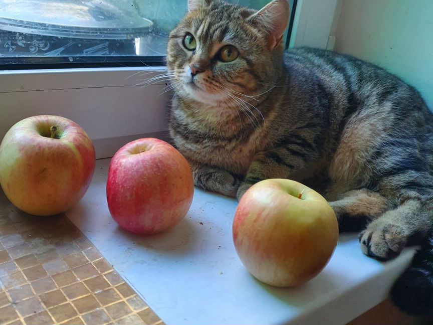 Кошка Мурка