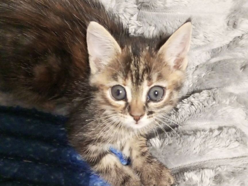 Кошка, мама Мейн Кун, отец британец