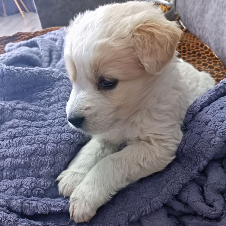 Щенок в добрые руки