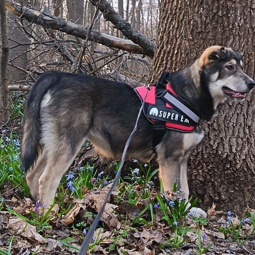 Аляскинский маламут, щенок