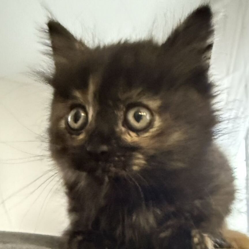 Котенок девочка в добрые руки