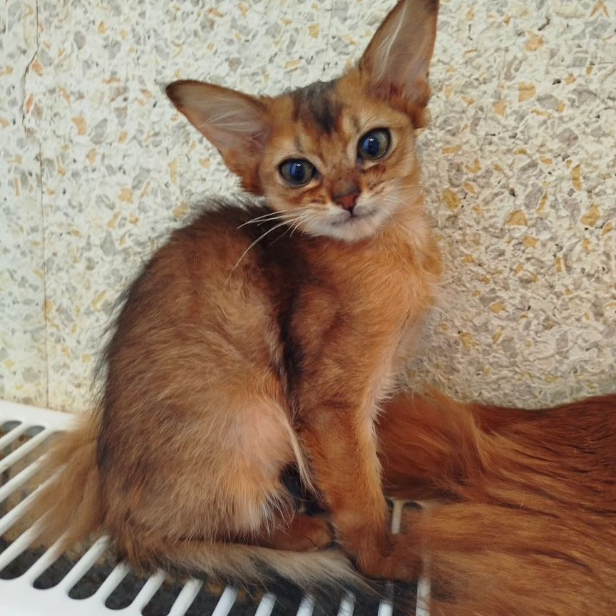 Мальчик сомали дикий