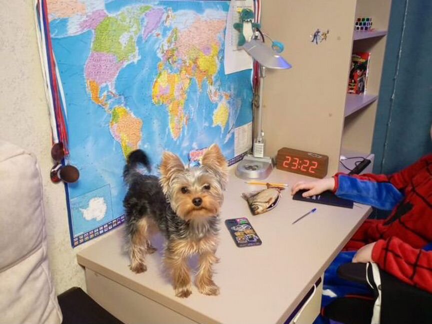 Йоркширский терьер