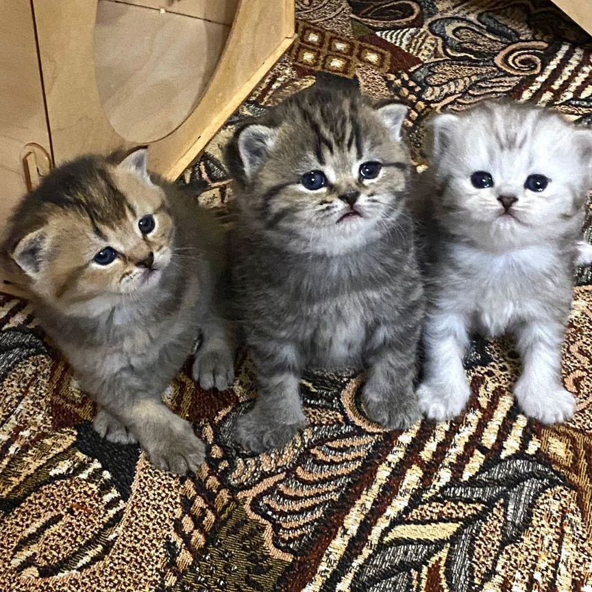Британские котята