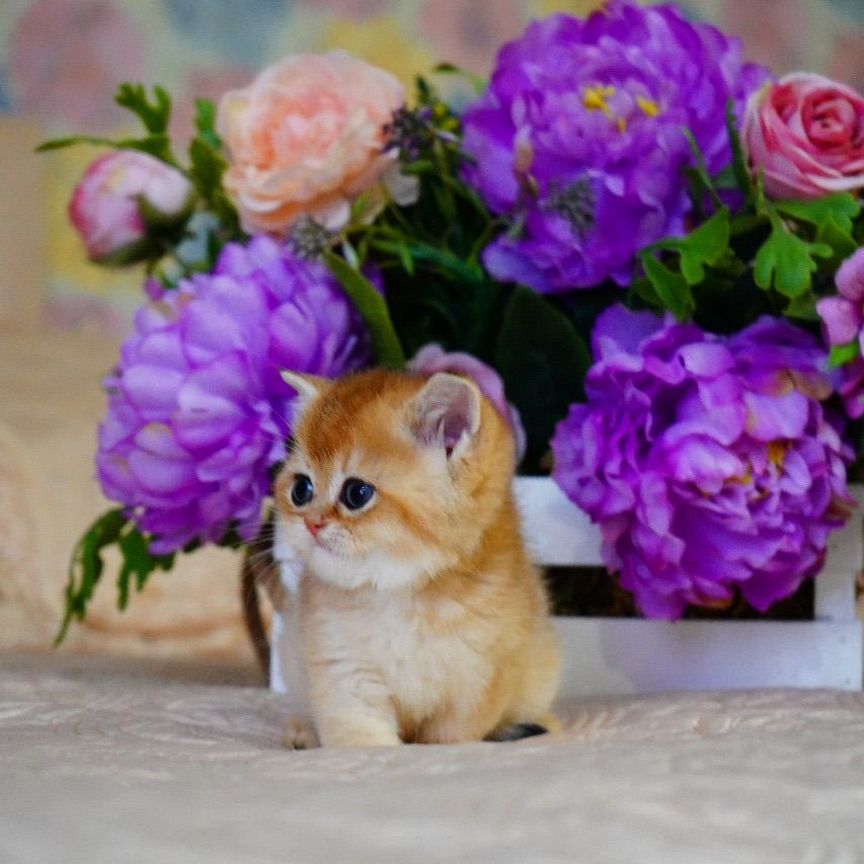 Шарный британский мачо