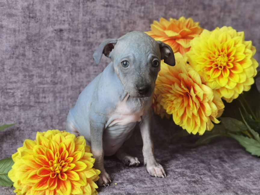 Американский голый терьер собака