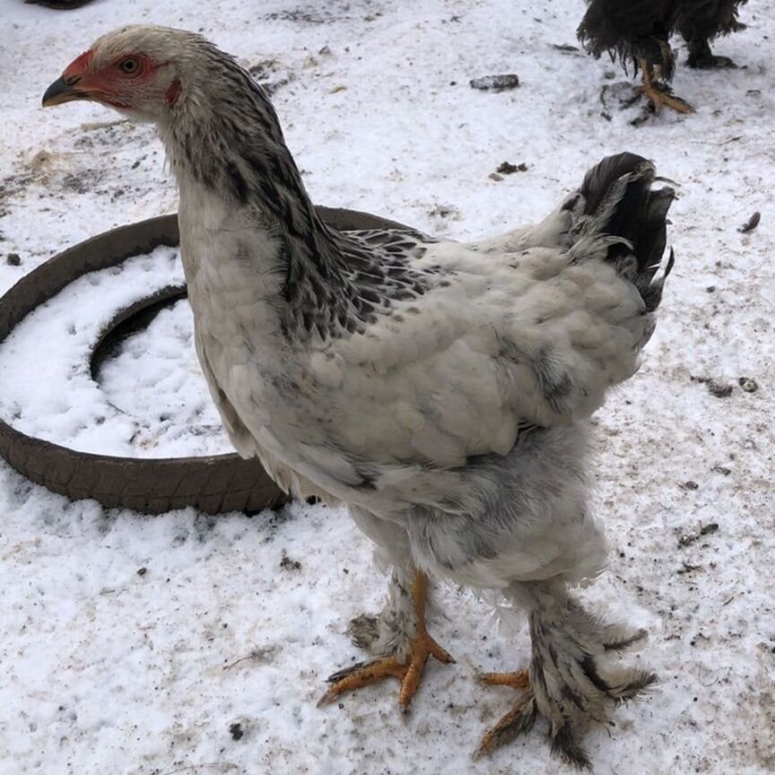 Петушки Брама