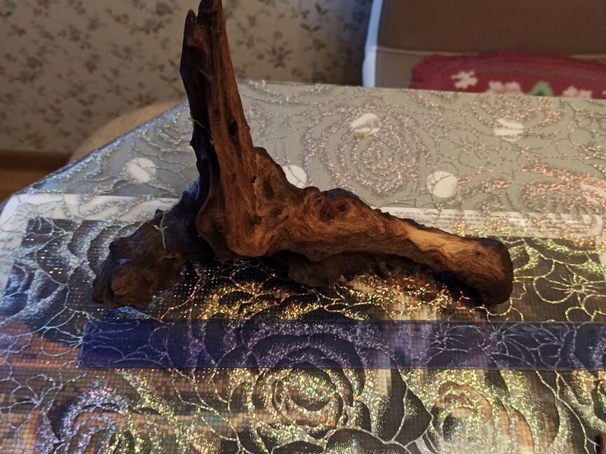 Коряга мопани