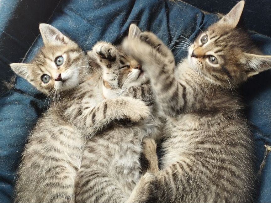 Кошки бесплатно