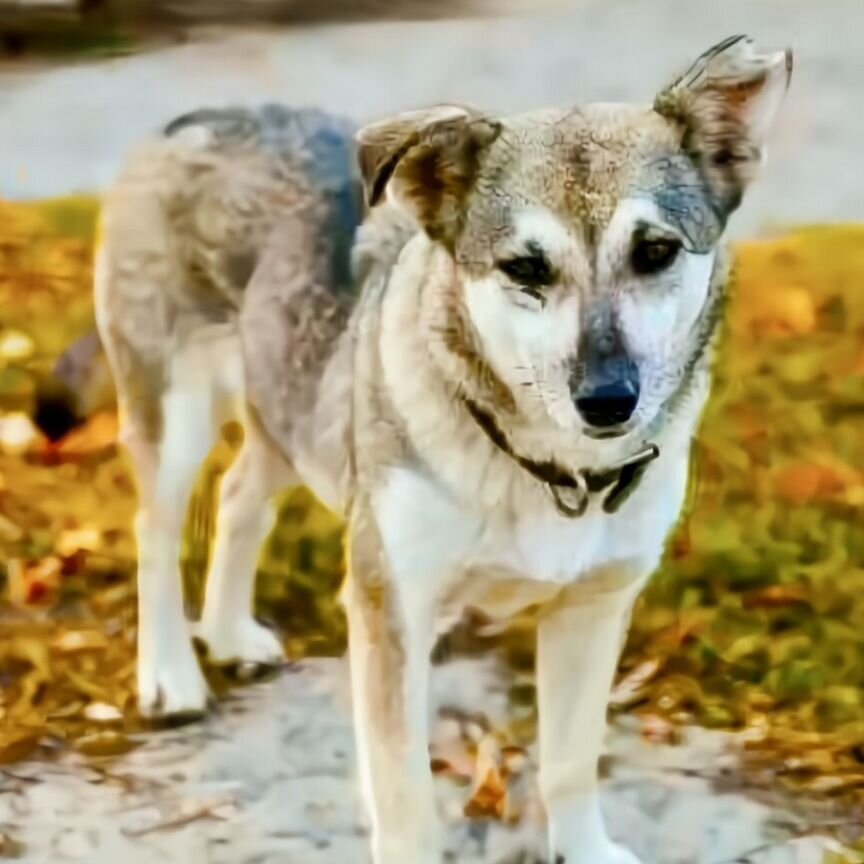Взрослая собака от частного владельца