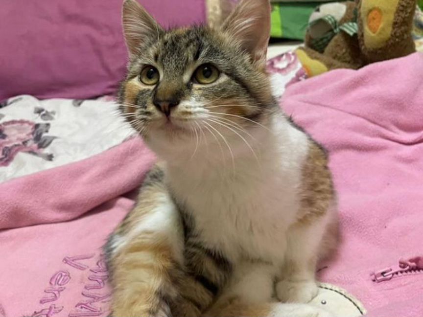 Приют домашний кошечка 3,5 месяца