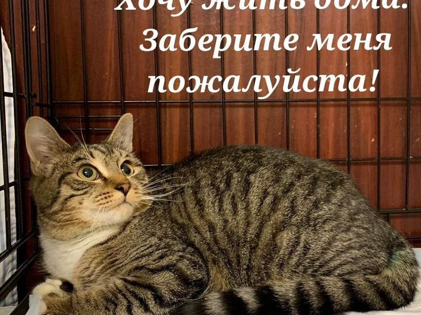 Котик грустит в клетке