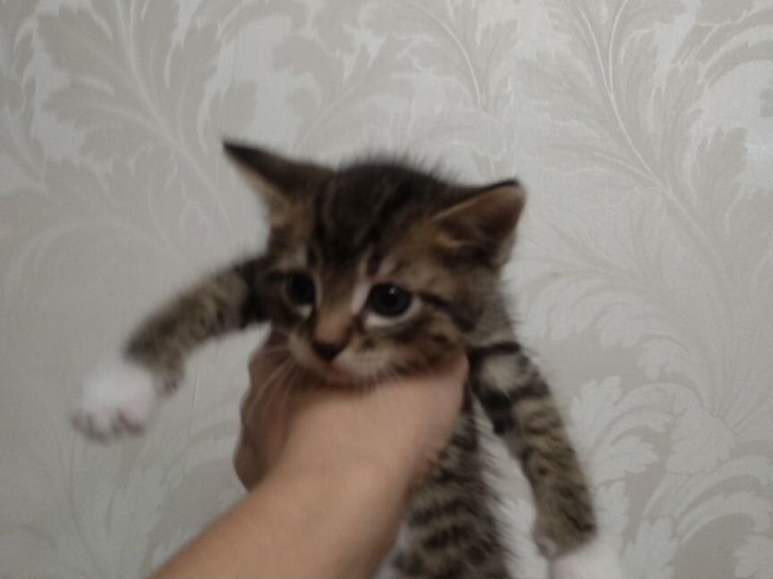 Котенок вы добрые руки