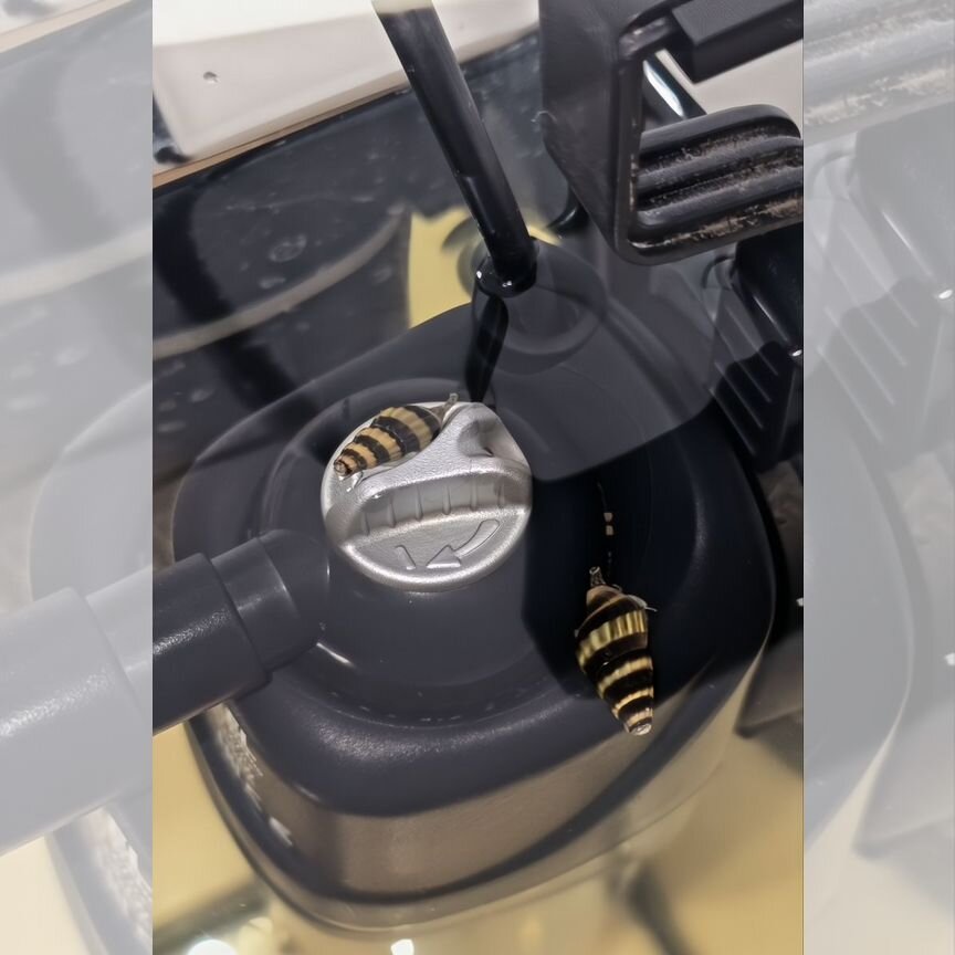 Улитки хилена