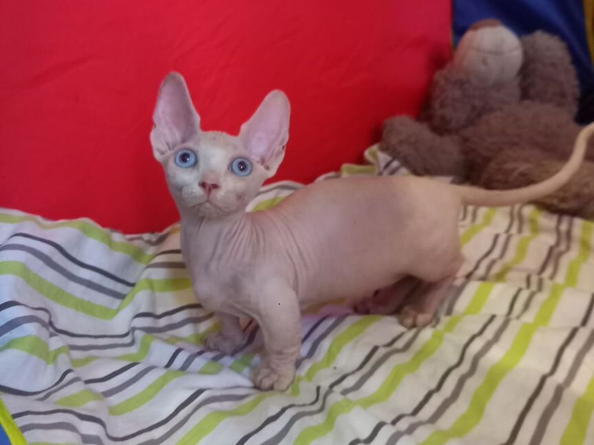 Бамбино ангельские глазки