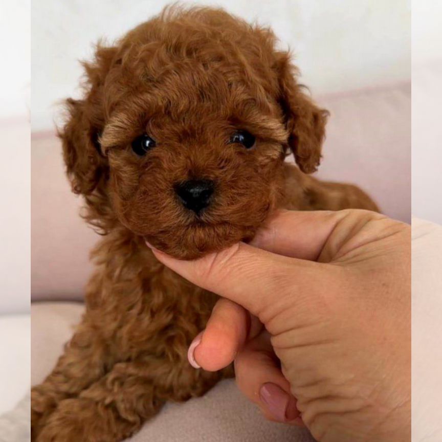 Мальтипу, щенок