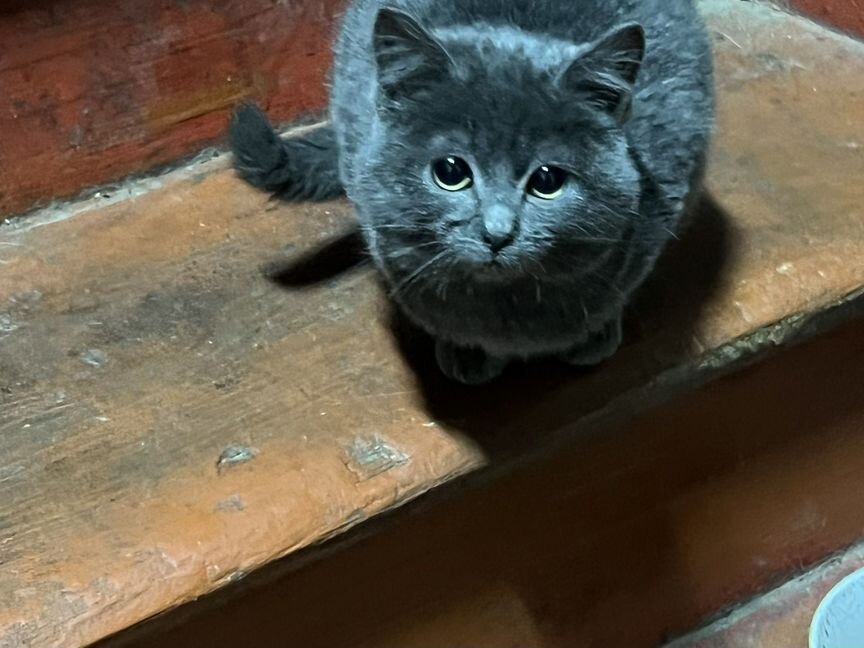 Отдам в добрые руки котят британца и комышового