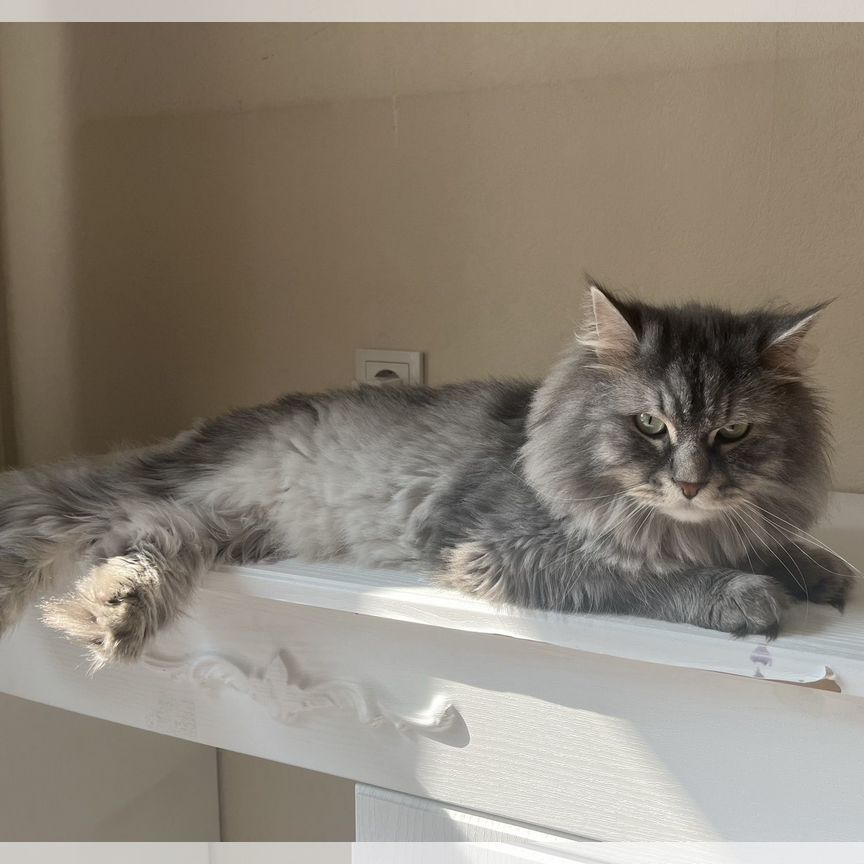 Кот Барсик