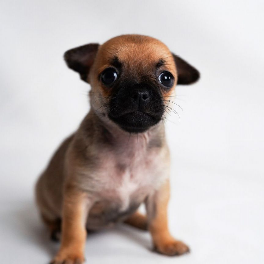 Щенки чихуахуа