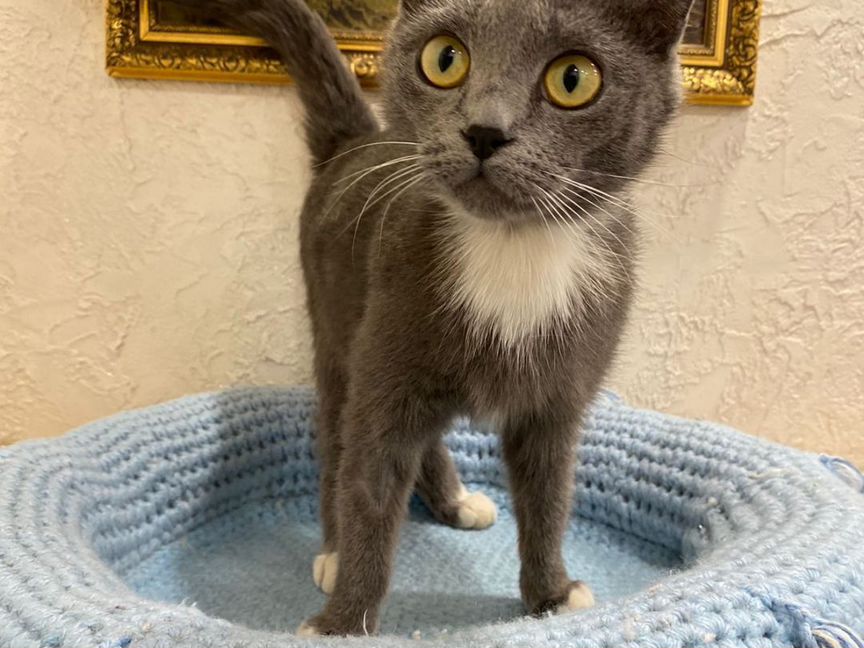 Кошка Кетти отдам в добрые руки