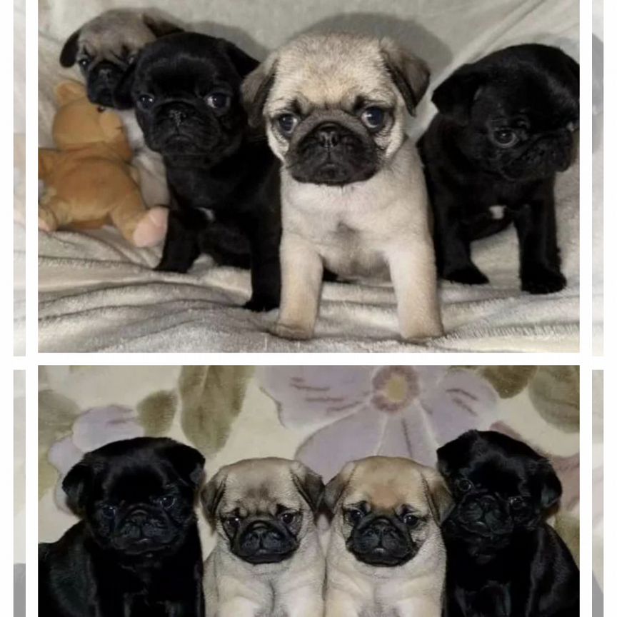 Мопс, щенок