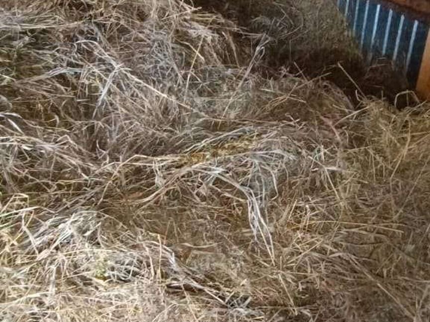 Продам сено