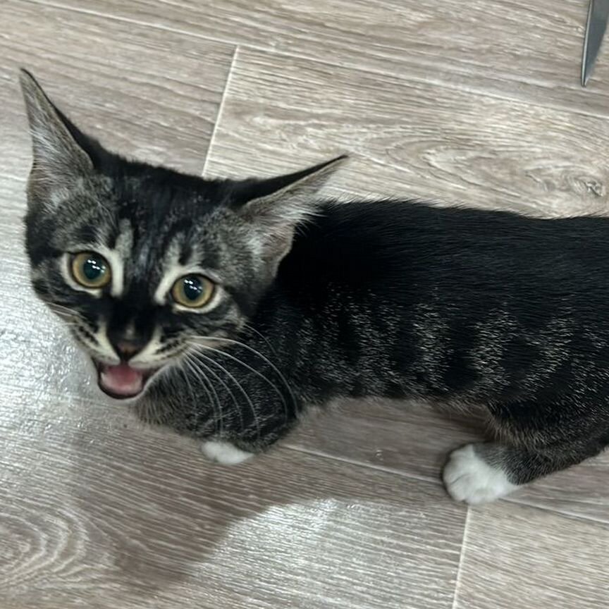 Бенгальчик в добрые руки