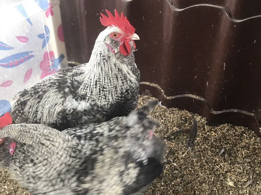 Петушки молодые микс породистых