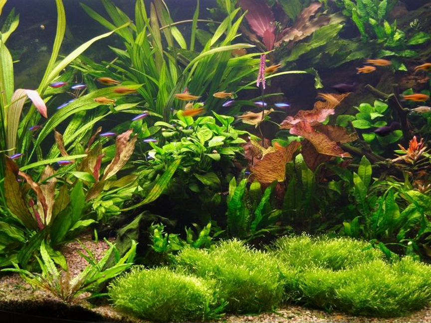 Аквариумные растения и Акары