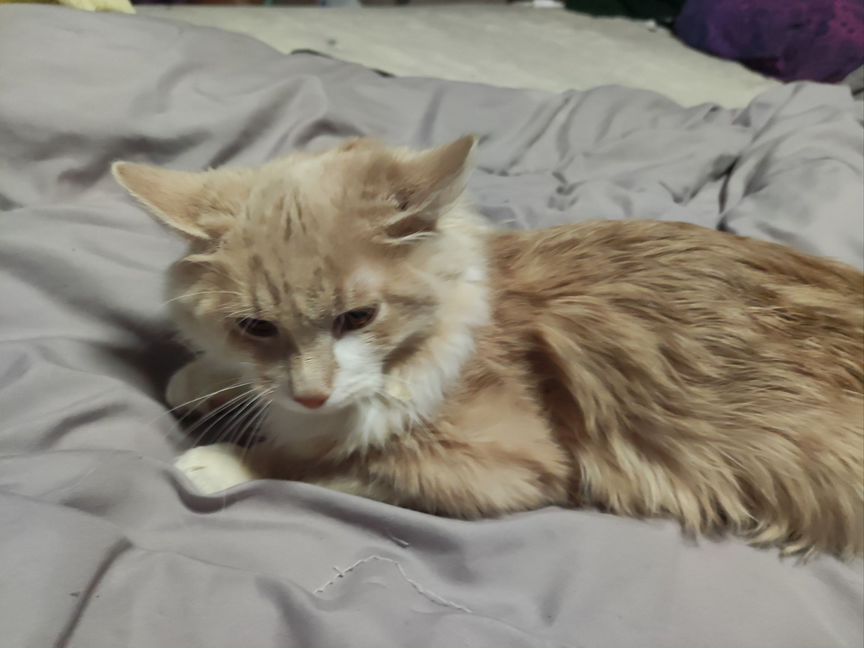 Котик бесплатно