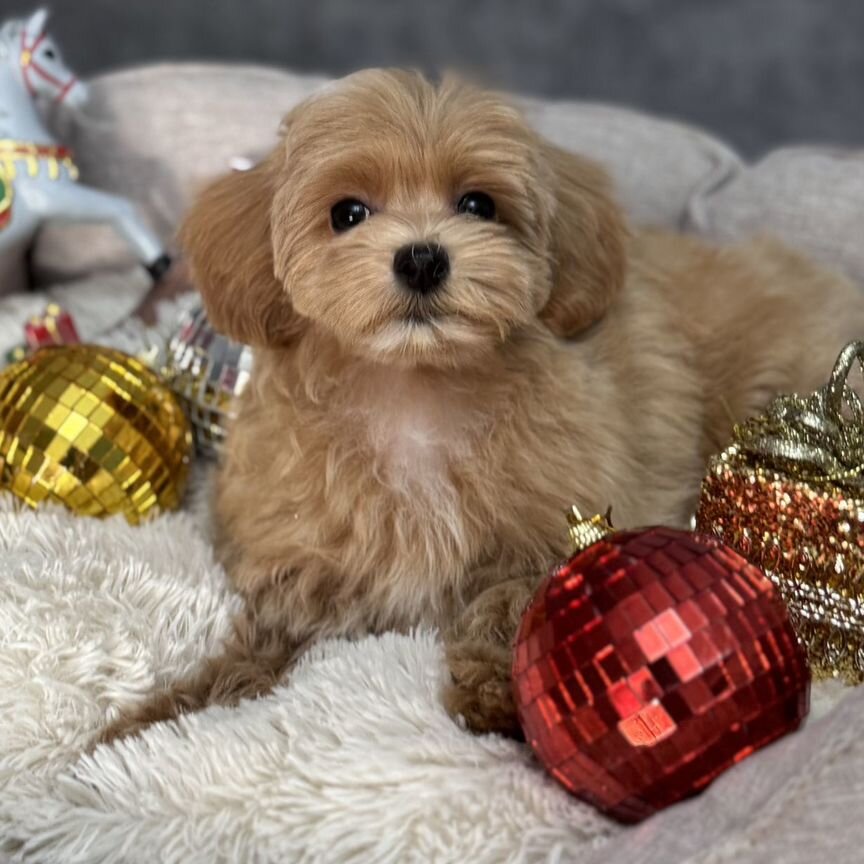 Мальтипу, щенок