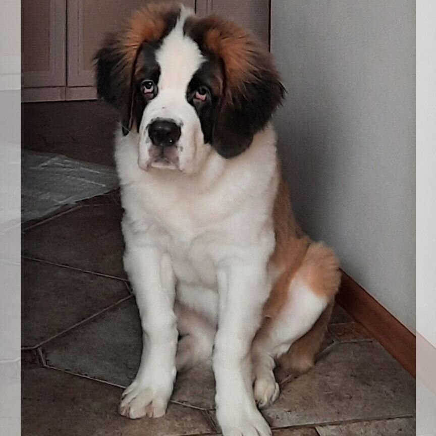 Сенбернар, щенок