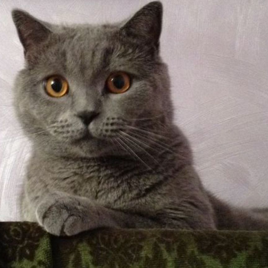 Отдам кота британца в добрые руки