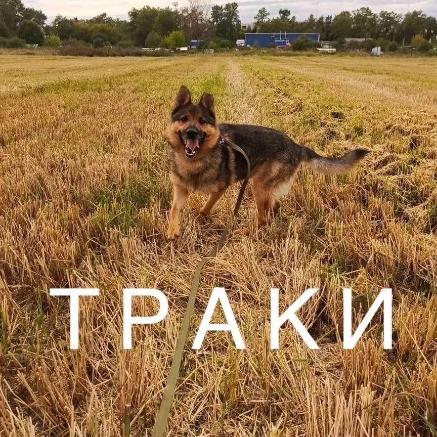 Приют для собак помощь