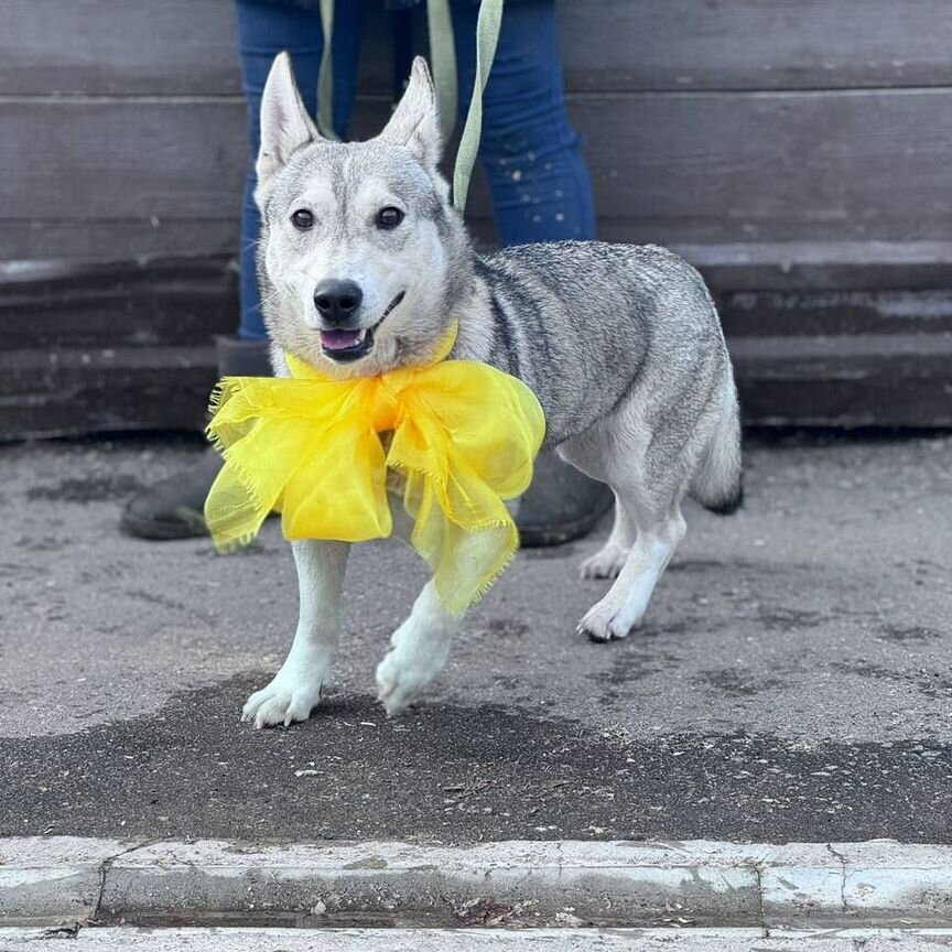 Мини-хаски Ева ищет дом