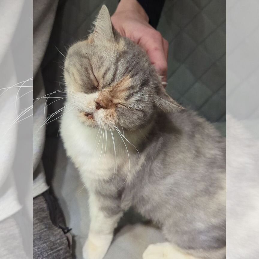 Шотландская прямоухая длинношёрстная кошка, взрослая