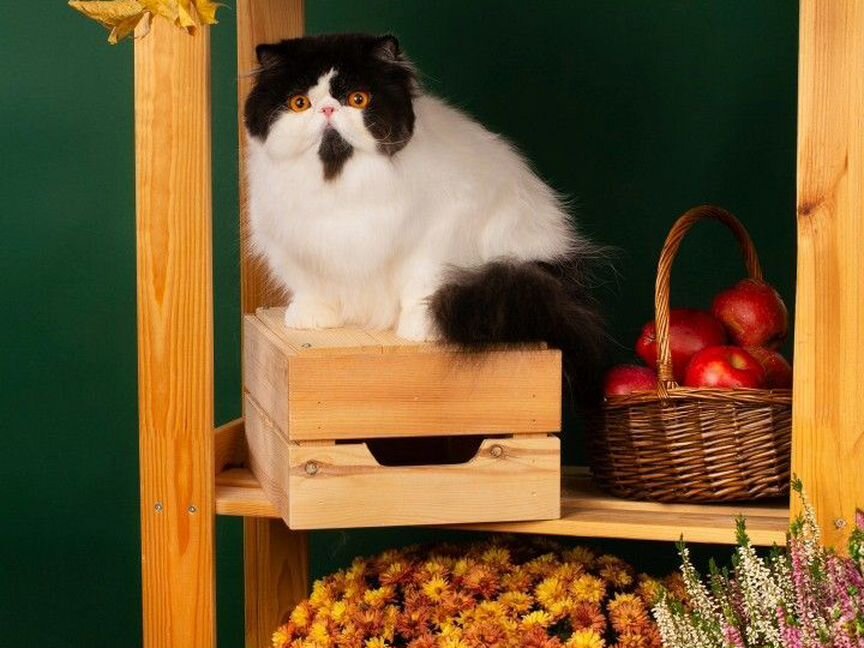 Замурчательный которебенок