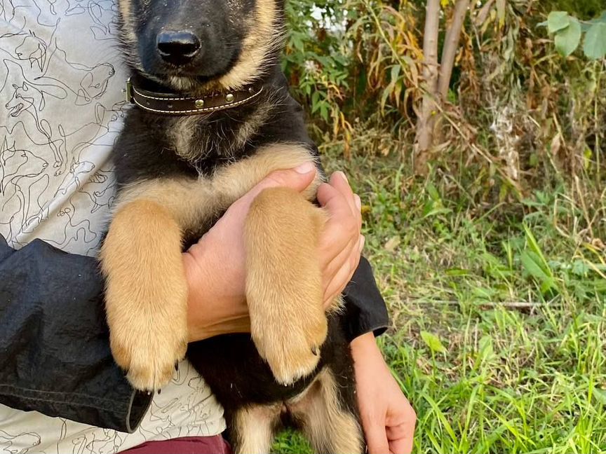 Щенки в добрые руки