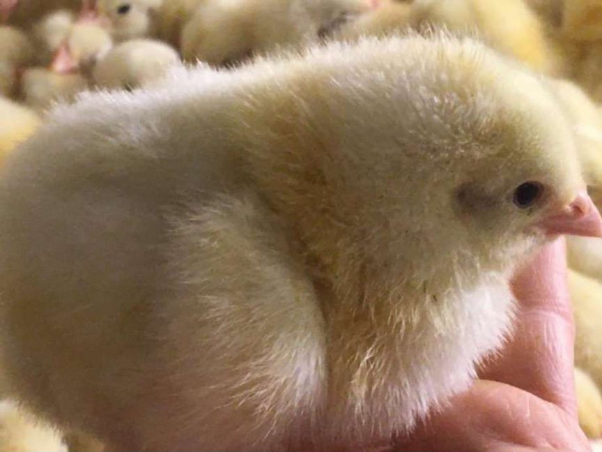 Цыплята бройлеры кобб 500