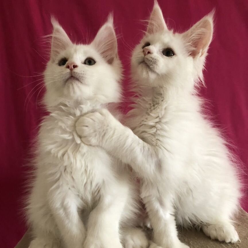 Котята мейн-кун