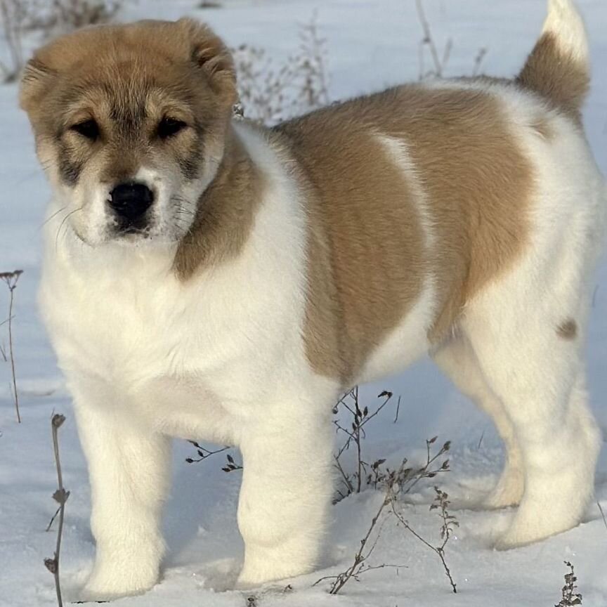 Среднеазиатская овчарка алабай щенки