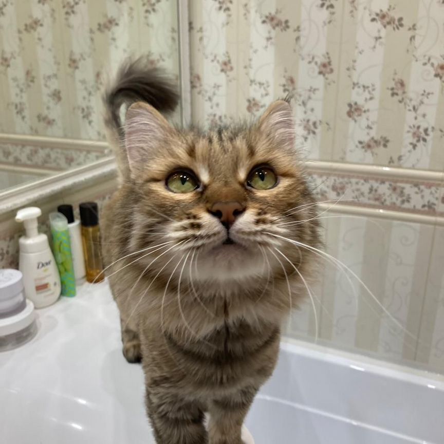 Домашняя кошечка, брошенная в гостинице