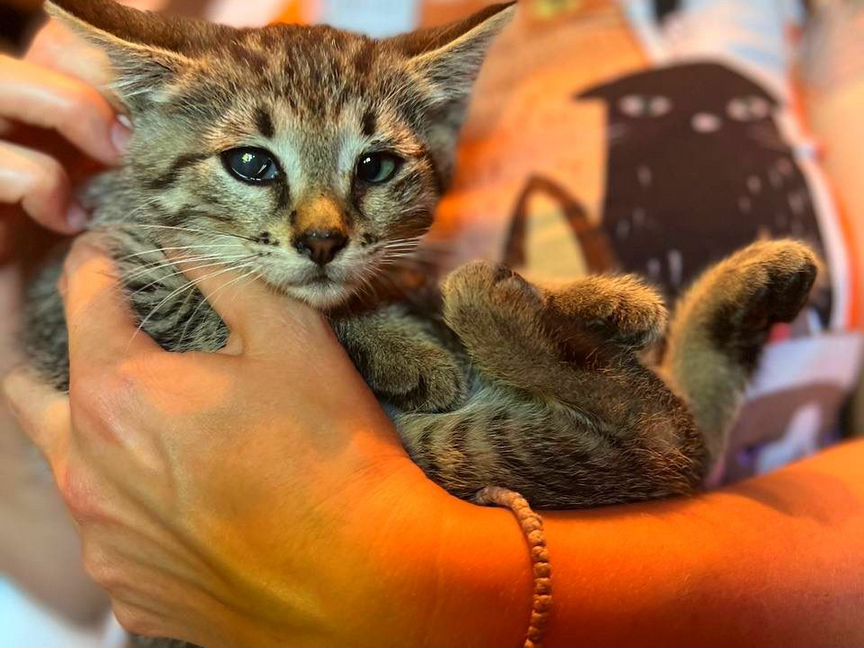Леди полосатка котенок в добрые руки