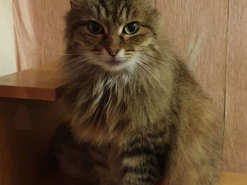 Кошка Муля