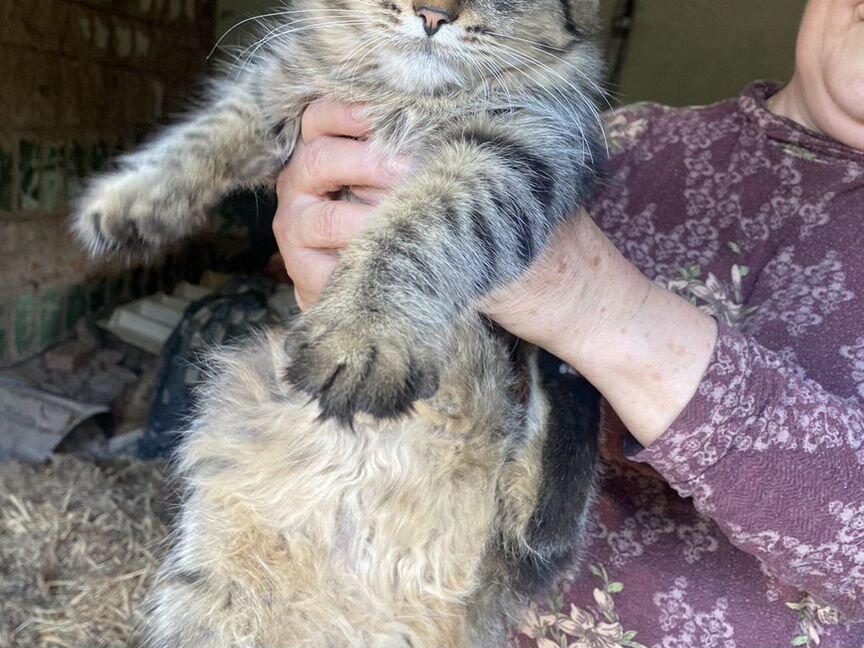 Ищем дом Ваське