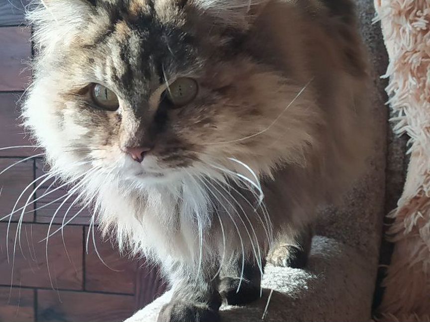 Симпатичная кошечка