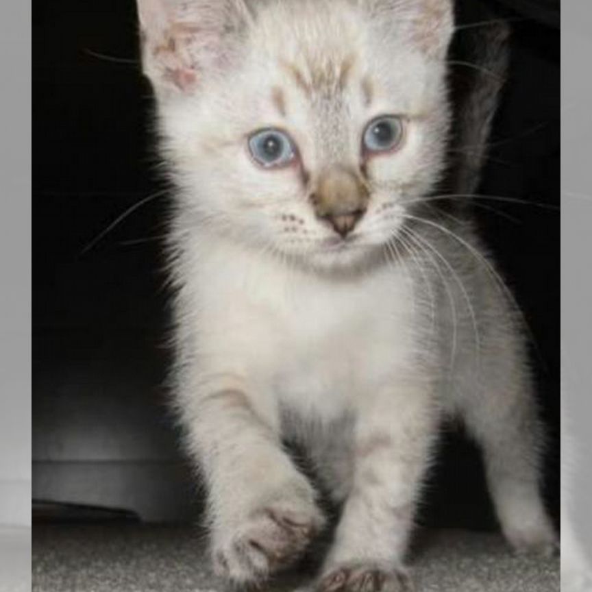 Тайский котёнок