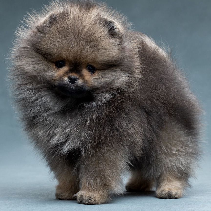 Померанский шпиц, щенок
